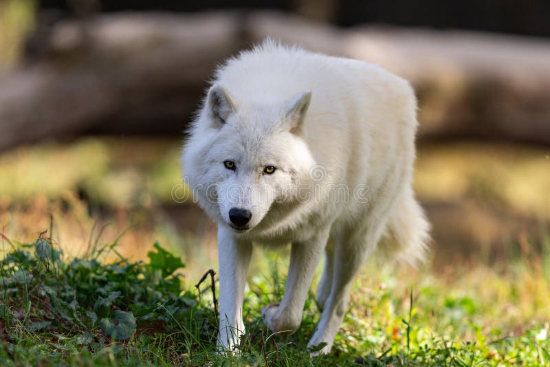 A White Wolf Runs in the Forest Stock Photo - Image of wolf, nature ...