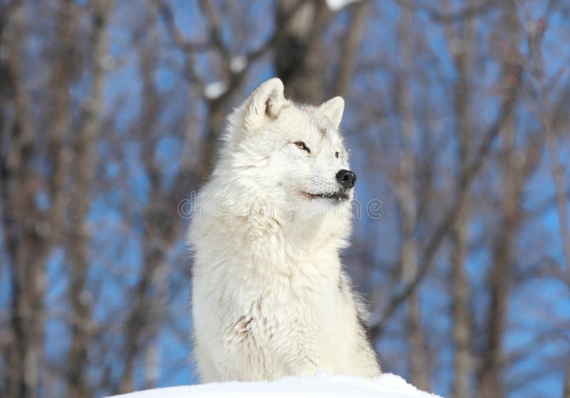White wolf sitting stock image. Image of animal, mammal - 29298185