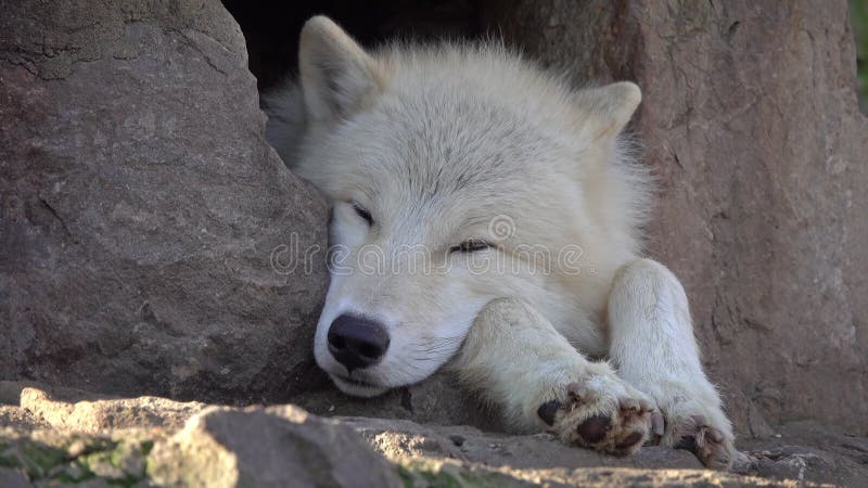 White Wolf Cub on the Rocks Stock Video - Video of young, canis: 353802897