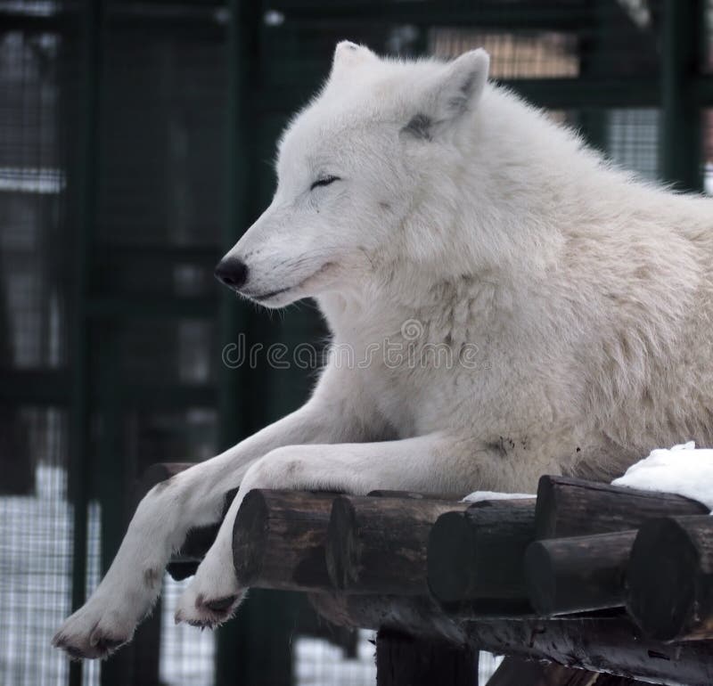 White wolf sleeping stock image. Image of arctic, canis - 84586435