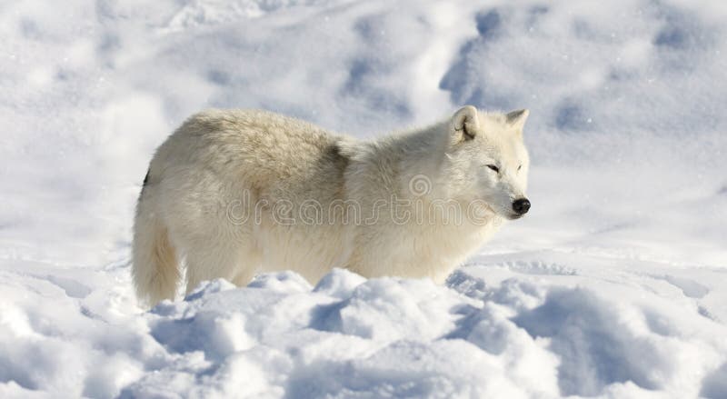 White wolf in snow stock image. Image of winter, portrait - 68209955