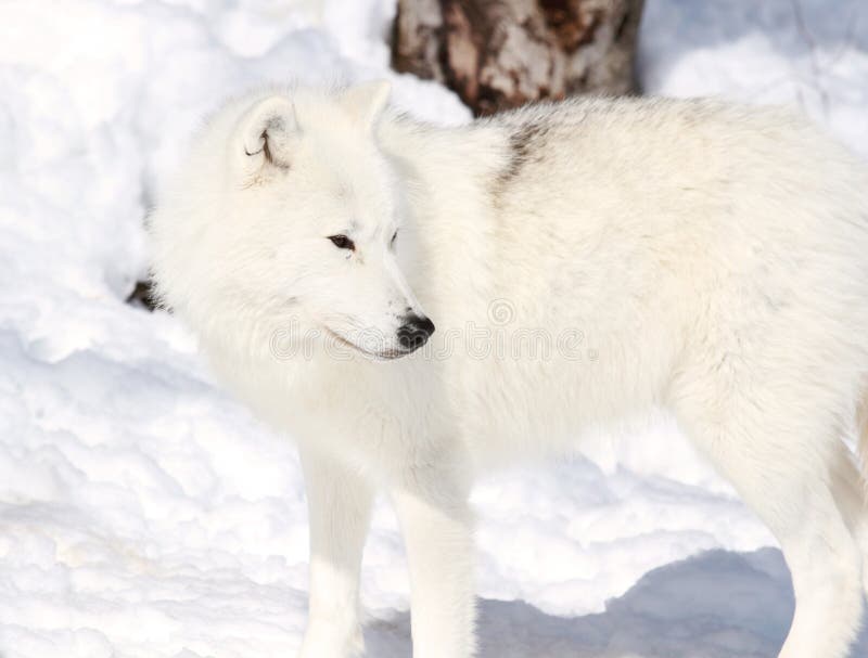White wolf in snow stock image. Image of winter, snow - 30875845