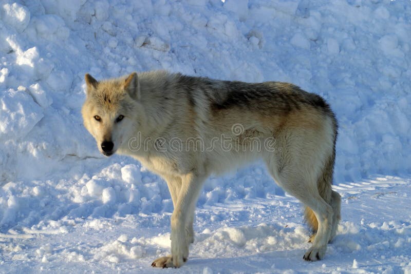 White wolf in the snow stock photo. Image of snow, mammal - 80280956