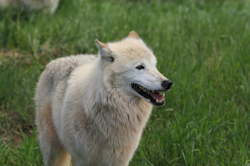 White wolf stock image. Image of pack, forest, wildllife - 94415799