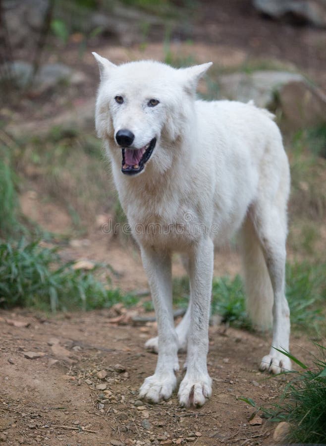 White wolf standing stock photo. Image of canis, face - 32835434
