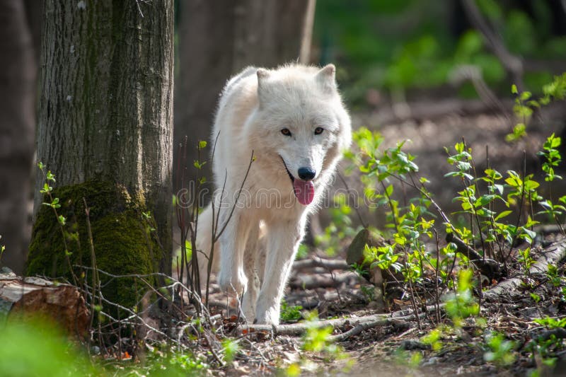 White Wolf Standing Next To Tree in Forest Stock Photo - Image of ...