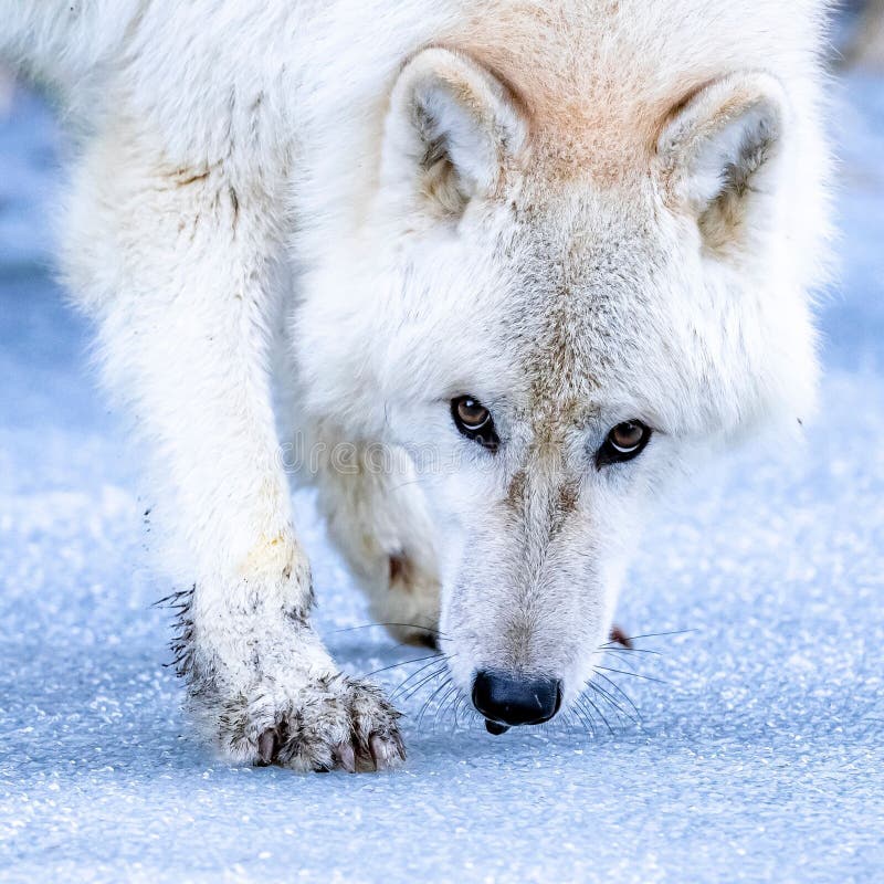 White Wolf Standing in Snow Covered Ground Stock Photo - Image of food ...