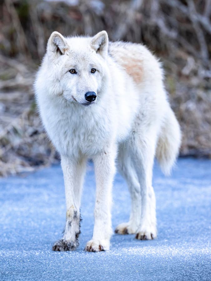 White Wolf Standing in Snow Covered Ground Stock Photo - Image of alert ...