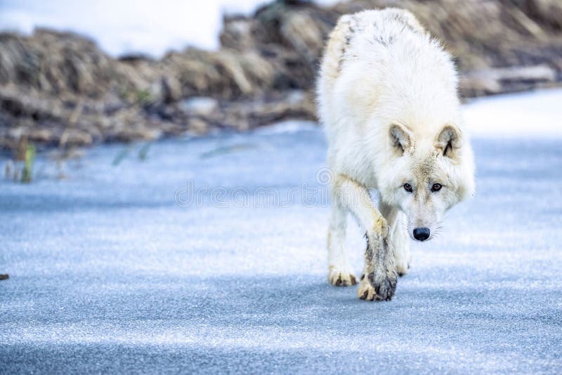 White Wolf Standing in Snow Covered Ground Stock Image - Image of ...