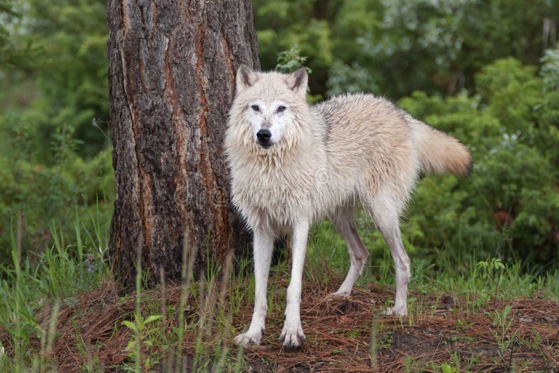 White Wolf Standing by Tree Stock Photo - Image of pose, furry: 65994404