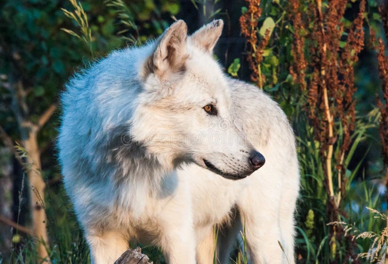 White wolf stock photo. Image of wolf, heritage, close - 31514856