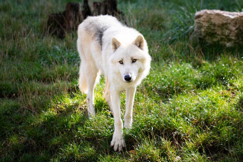 Wolf sunrise stock photo. Image of changing, clouds, beauty - 525184