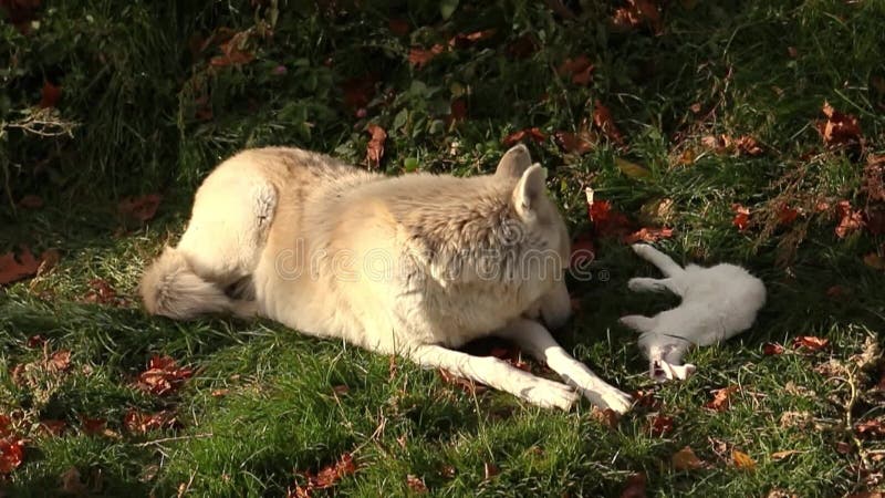 White Wolf in Sunset Light in Nature in Forest after Hunting with ...