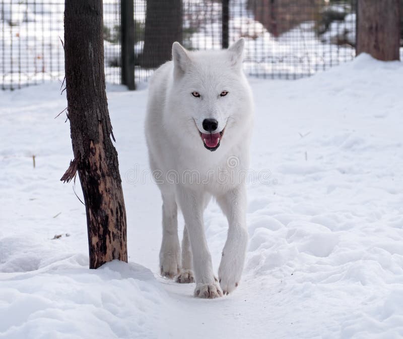 Pure White Wolf Hybrid
