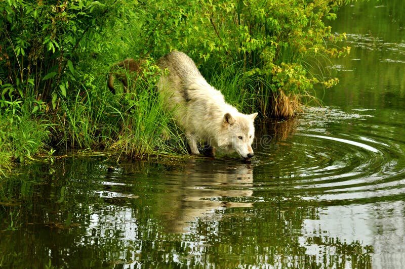 White Wolf with Water Reflection Stock Photo - Image of cunning, pond ...