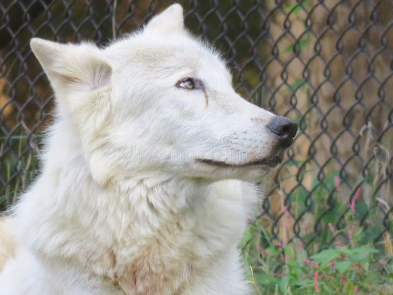 Wolf With A Ring And A Lock In It`s Beak Stock Photo - Image of beak ...