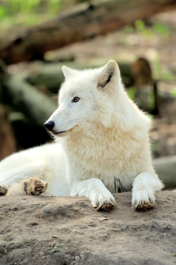 White wolf stock image. Image of forest, looking, nature - 30955071