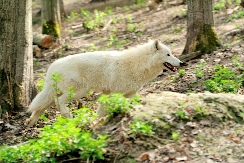White wolf in forest stock image. Image of dangerous - 22379971