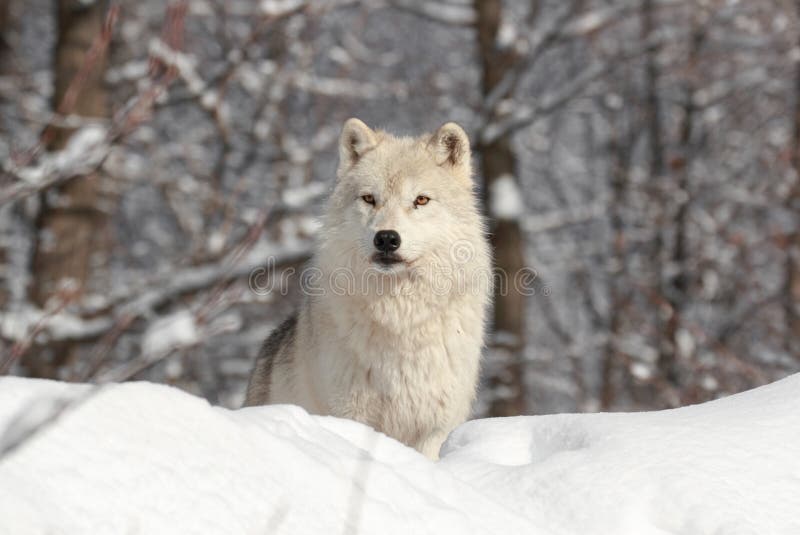 White wolf in winter stock photo. Image of animal, snow - 36500880