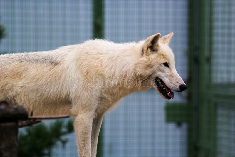 Big White Wolf Stock Images - Download 1,228 Royalty Free Photos