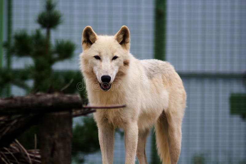 Big White Wolf Stock Images - Download 1,228 Royalty Free Photos