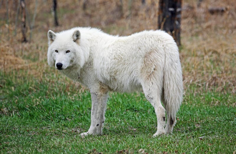 White wolfdog stock image. Image of wolfdog, cochrane - 134175777