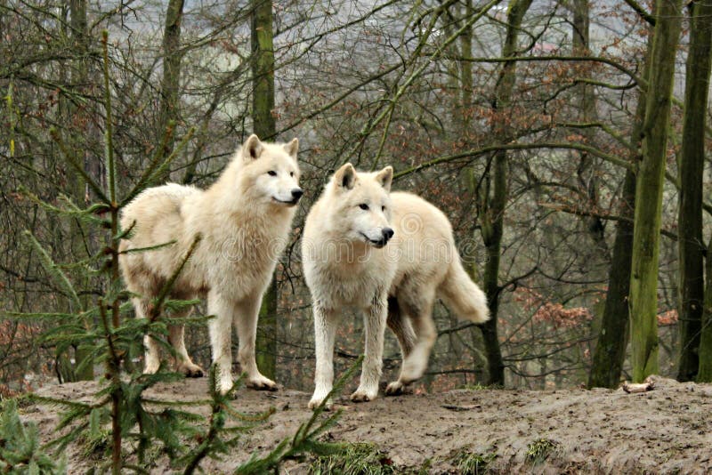 White Wolfs in a forest stock photo. Image of animal - 61280476