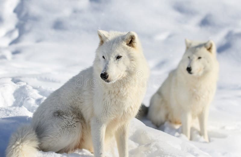 White wolve in snow stock image. Image of snow, white - 68567927