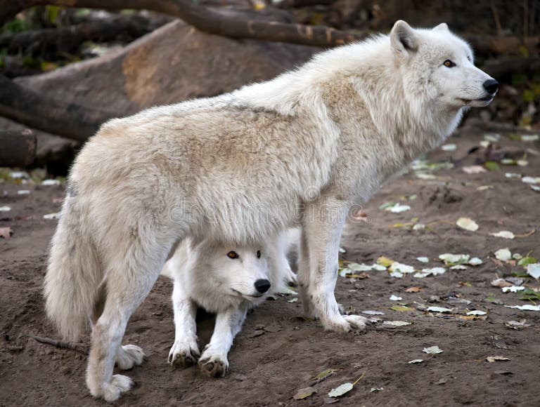 White wolves couple stock photo. Image of nice, north - 28001266