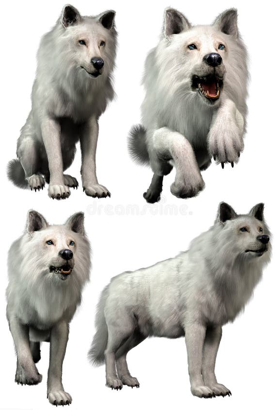 White Wolves in Various Poses 3D Renders Stock Illustration ...