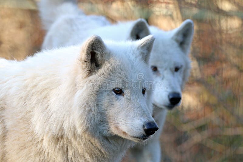 White wolves stock image. Image of furry, background - 75325785