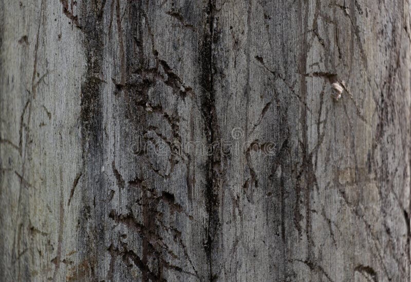 White Wood with Damage by Time Stock Photo - Image of board, peeling ...