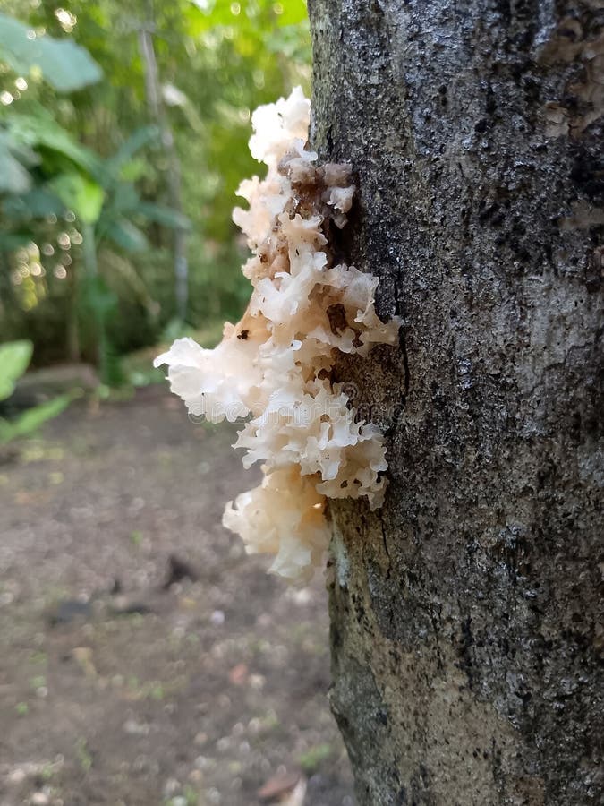 White Wood Fungus that Grows on Rotting Logs Stock Photo - Image of ...