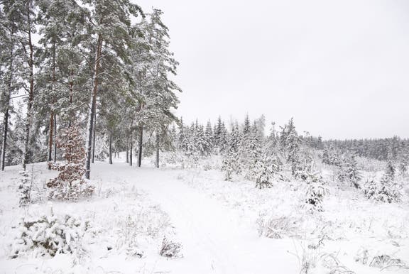 White wood and the sky stock image. Image of forest, light - 12695903