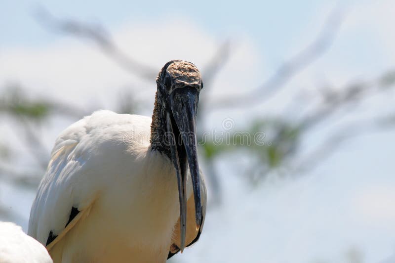 White Wood Stork Mouth Open, Florida Stock Photo - Image of breeds ...