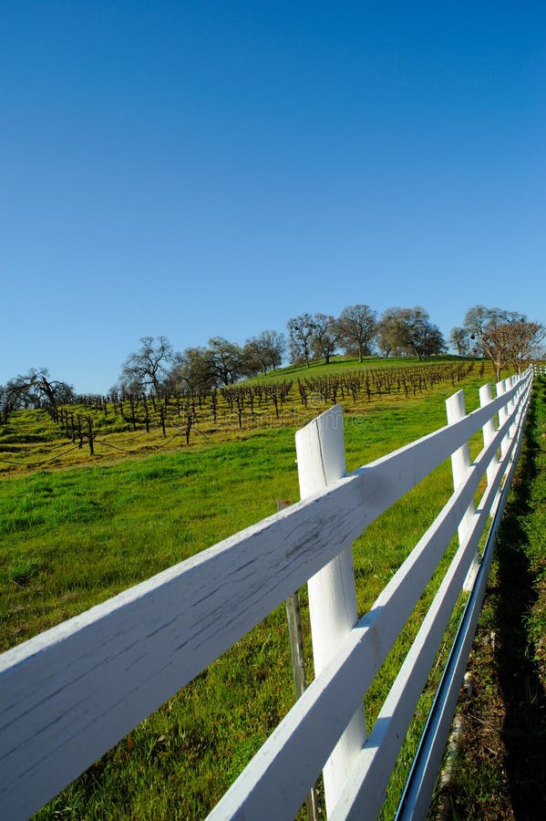 White Wooden Fence and Vineyard Stock Photo - Image of vineyard ...