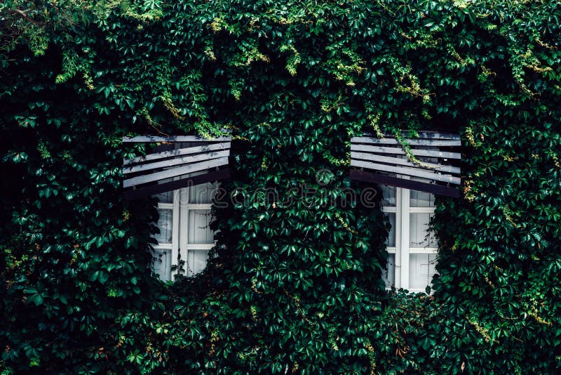 White Wooden Window Shutters Hidden Behind the Dense Green Tree Leaves ...