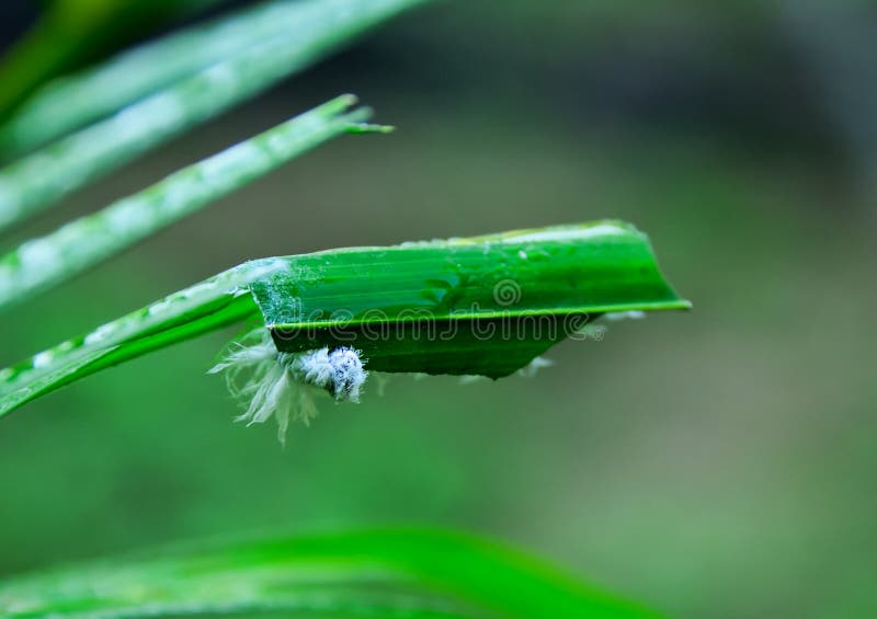 White Worm stock photo. Image of macro, environment, colorful - 83527364