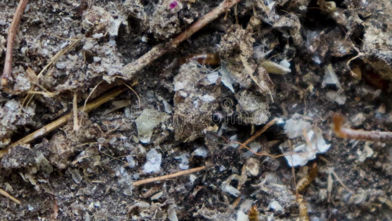 White Worm Found in the Ground,larvae, Super Worm,white Worms Travel in ...