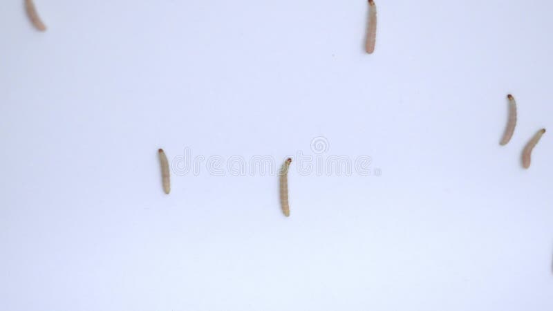 White Worms Crawling Across of a White Surface Stock Video - Video of ...
