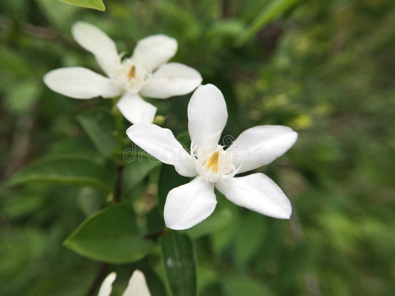 White Wrightia Antidysenterica Flower Stock Photo - Image of petal ...