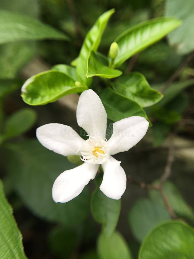 White Wrightia Antidysenterica Flower Stock Photo - Image of blossom ...