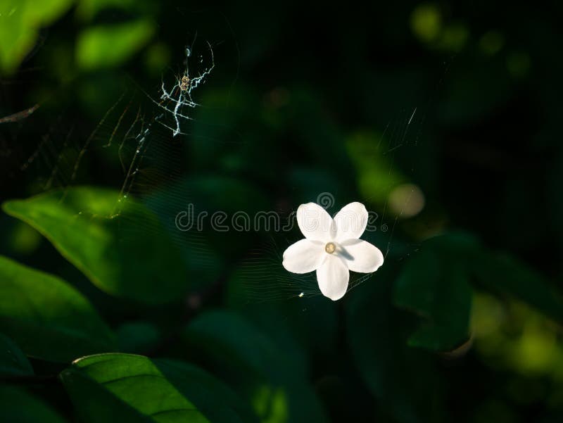 White Wrightia Religiosa Flower Stuck in a Spider Web Stock Photo ...