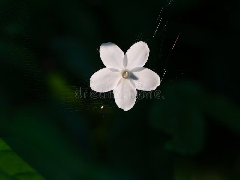 White Wrightia Religiosa Flower Stuck in a Spider Web Stock Image ...