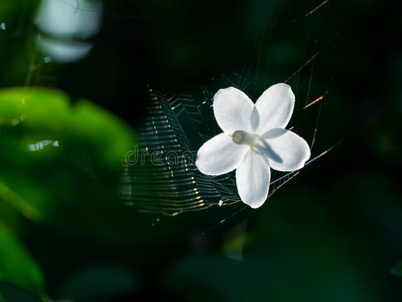 White Wrightia Religiosa Flower Stuck in a Spider Web Stock Photo ...