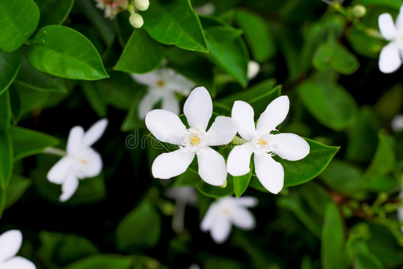 White Wringhtia Antidysenterica Flowers Top View Background Stock Image ...