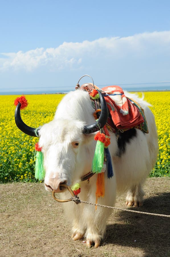 White yak stock photo. Image of chinese, fairyland, flower - 26076982