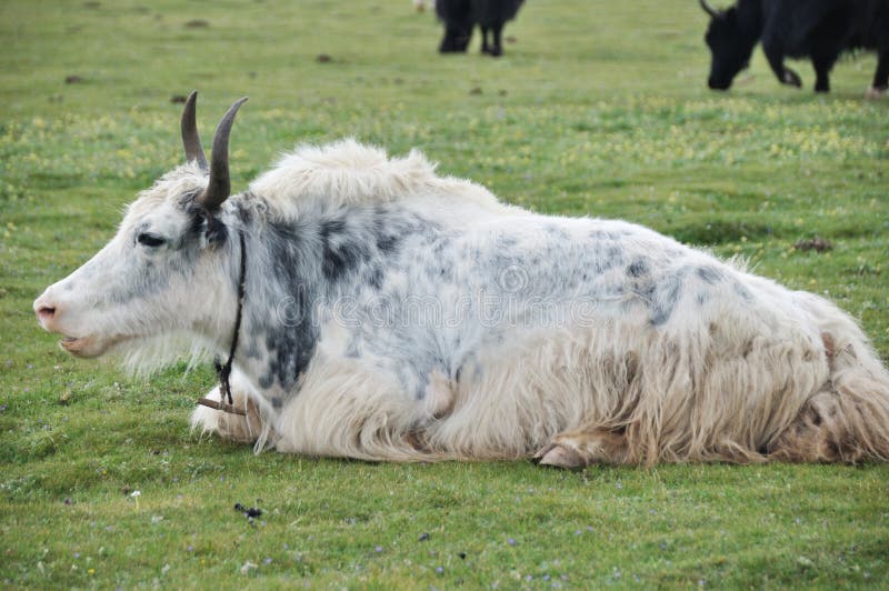 White Yak Sitting on the Grass Stock Photo - Image of grazing, fields ...