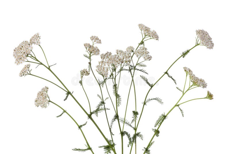 Yarrow herb stock photo. Image of millefolium, pharmacology - 14966846