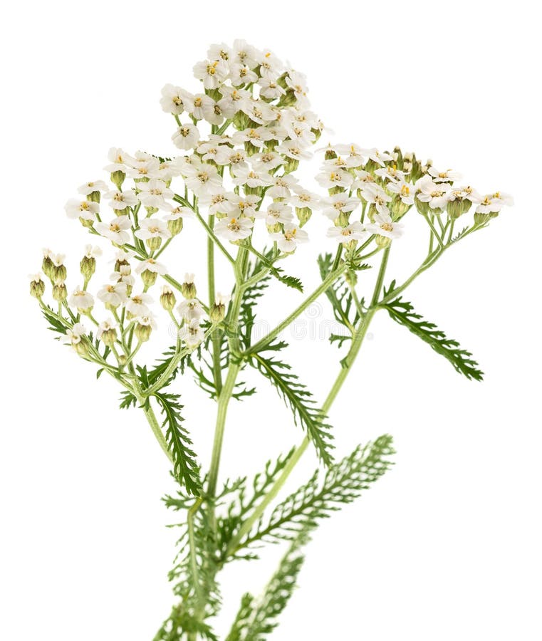 White Yarrow Flower stock photo. Image of foliage, invasive - 91631632